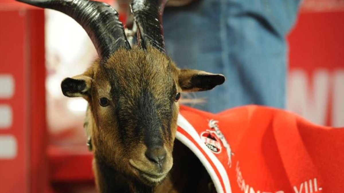 Riesen-"Hennes" in Dom-Größe - Eurosport