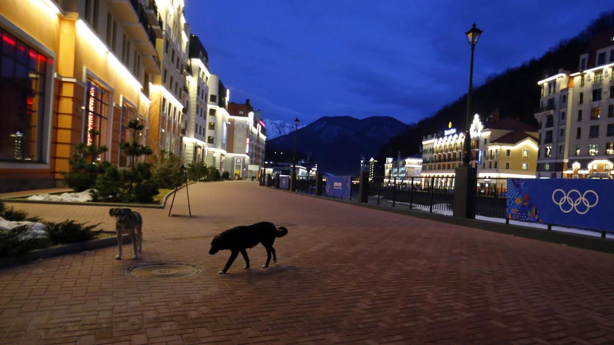 Why Do Dogs Roam At Night