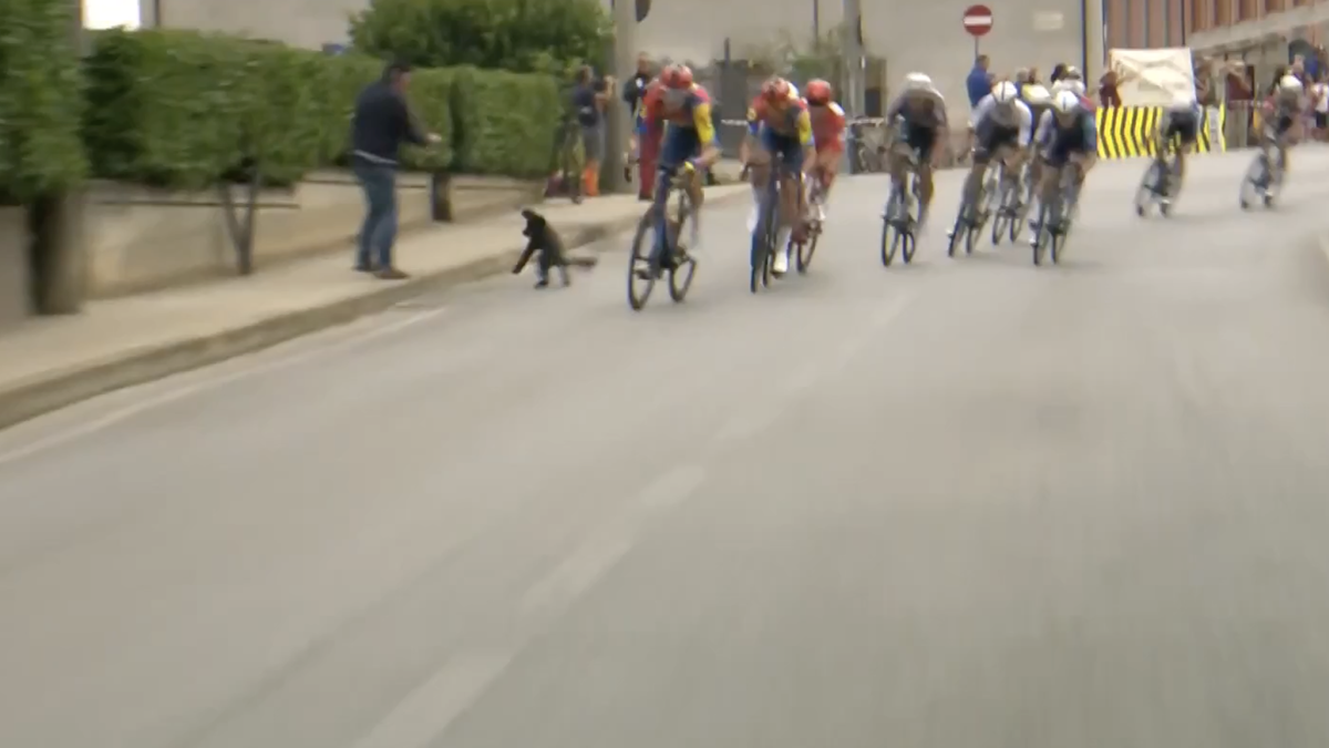 Jonas Vingegaard snupper sejren foran Giulio Ciccone i eksplosiv finale ...