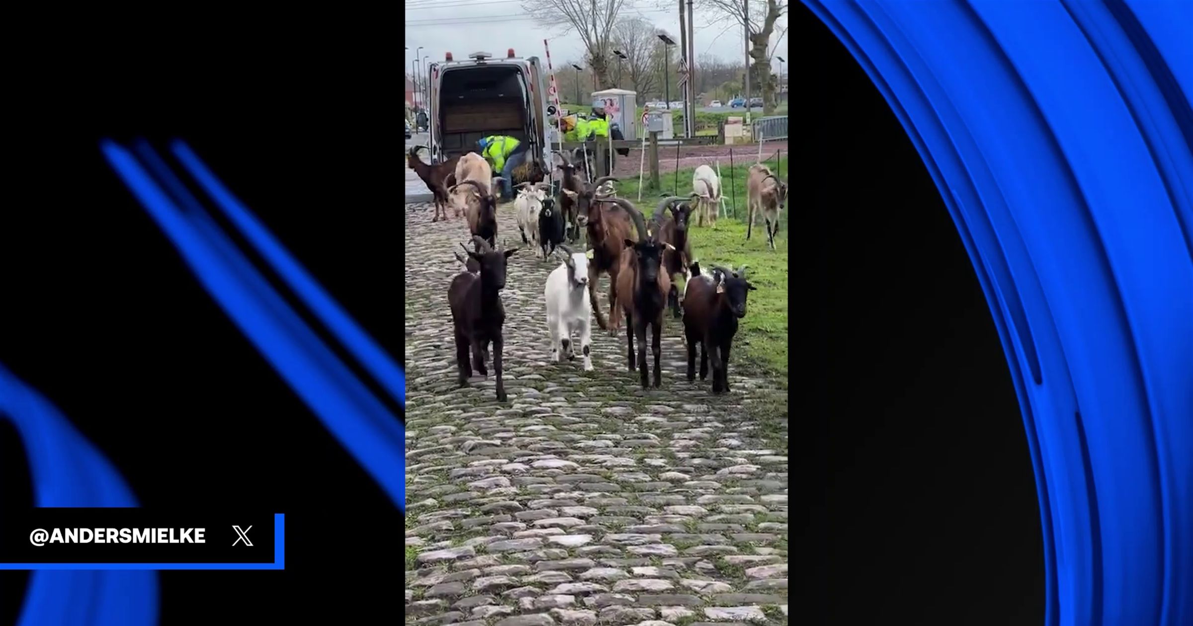 Cycling : Hungry goats at the Arenberg - Cycling video - Eurosport