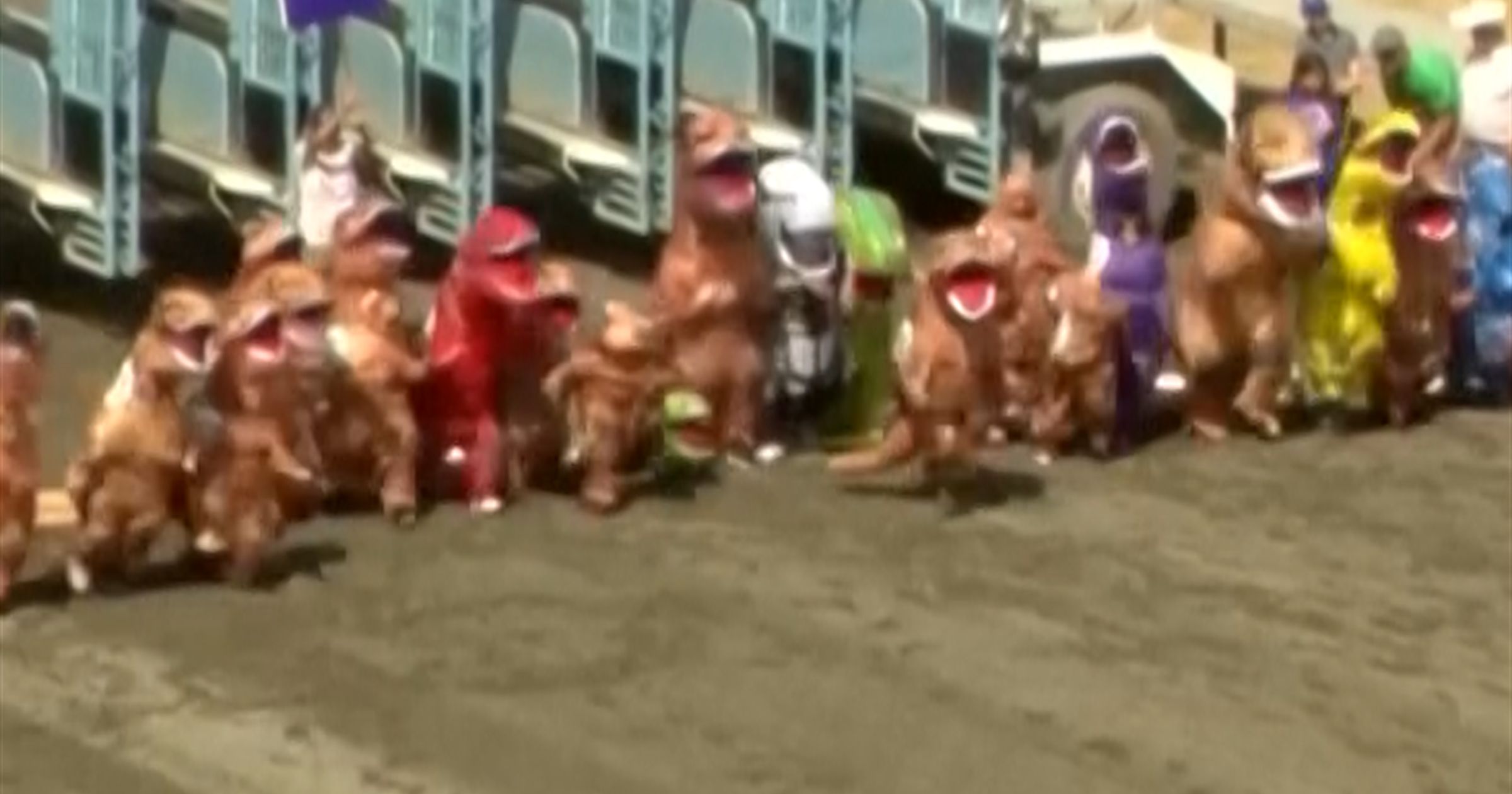 Dinosaurier-Rennen in USA über 100 Meter mit dutzenden Teilnehmern ...