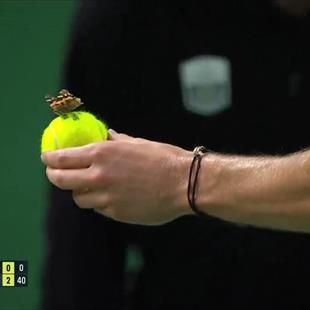 Butterfly stopped play? Daniil Medvedev dusts off insect - and Cristian ...