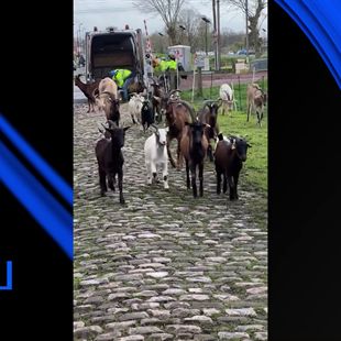 Cycling : Hungry goats at the Arenberg - Ciclismo vídeo - Eurosport